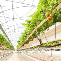 China Cooling System Poly Multi Span Greenhouse Automatic For Vegetables for sale