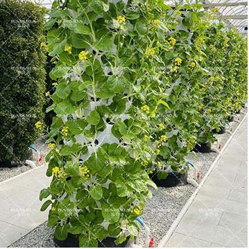 China 100L 6 8 10 12 Layers Vertical Farm Hydroponic Aeroponic Growing Tower For Strawberry for sale
