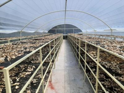 Cina Consegna veloce 8*26 metri asciugatrice solare in serra asciugatura alimentare asciugatrice solare in serra in vendita