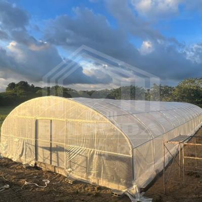 China Agriculture Plants Growing Tunnel Greenhouse Sale Online 20m Tunnel Single-span Greenhouse for sale