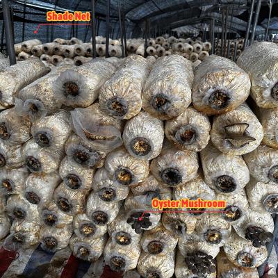 중국 측면 높이 1.2-1.8m 및 아치 공간 1-1.5m 버섯 폴리 터널 온실 UV 보호 판매용