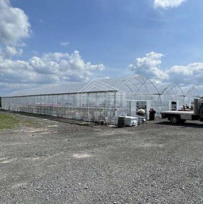 Chine Serre en PE à grande étendue de 50 à 100 m Longueur 7 à 10 m Largeur à vendre