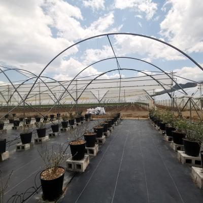 China Tropical High Tunnel Multi-span Film Rain Shelter Greenhouse for Plants Cultivation for sale