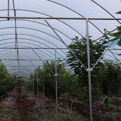 China Large Size Multi-Span Greenhouse with PE Material for Grape and Cherry Cultivation for sale