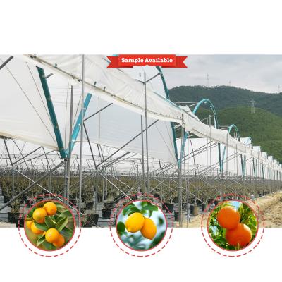 China Multi-Span Rain Shelter Greenhouse with PE Film Covering Hot Galvanized Steel Frame and Easily Assembled Design for sale