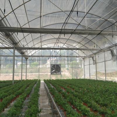 China Large Area Multi Span Greenhouse / Plastic Film Greenhouse 8m Width for sale