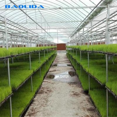 Cina Serra del film plastico di luce solare/serra rivestimento di plastica Rolls in vendita