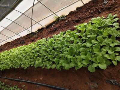 Cina Serra di plastica della fragola del tunnel della singola portata con un film da 150 micron in vendita