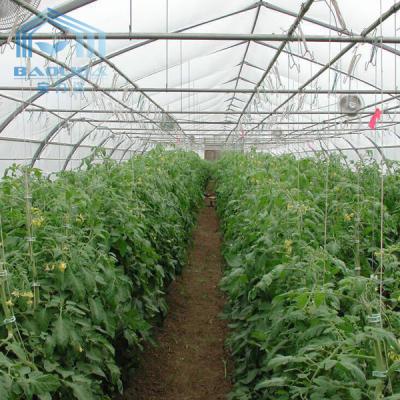 China Polytunnel Cooling System Tunnel Plastic Greenhouse With Circulation Fan for sale