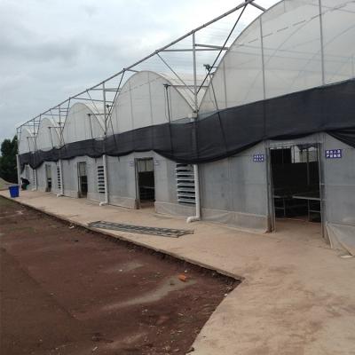 Rolling Benches Seedling Nursery Multi Span Greenhouses Galvanized Steel