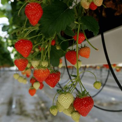 China Galvanized Steel Frame Greenhouse Grown Strawberries Simple Structure for sale