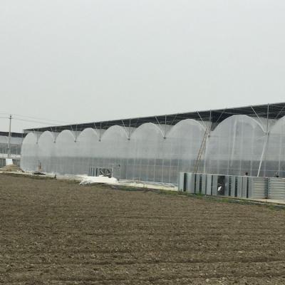 Cina Grande serra del film plastico/serre 20m - 100m di agricoltura lungo in vendita