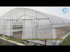 Wholesale Greenhouse China Factory Price Manufacture Singlespan Hydroponic agriculture Greenhouse