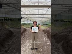 Bloemen en groenten verbouwen Groentehuis Quonset Hut Conservatorium Groentehuis Gaten verbonden Grote kassen met dakventilatie