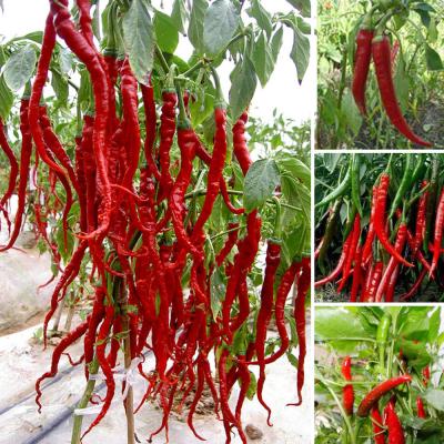 Cina HACCP Chili Pepper Powder Dehydrated rosso naturale in vendita