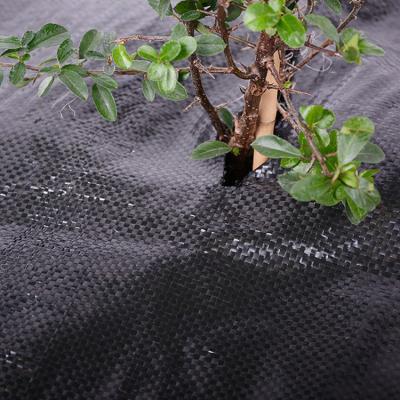 Cina Stuoia di plastica nera 2m dell'erbaccia largamente in vendita