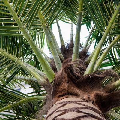 Cina Pianta artificiale alta della palma di Washingtonia 6.5m per l'aeroporto in vendita