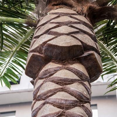 Cina Pianta artificiale alta della palma di Washingtonia 6.5m per l'aeroporto in vendita