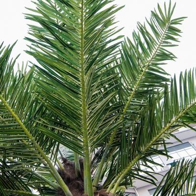 Cina Pianta artificiale alta della palma di Washingtonia 6.5m per l'aeroporto in vendita