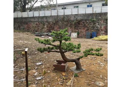 Cina Evergreen Small Fake Pine Trees For Amusement Park in vendita
