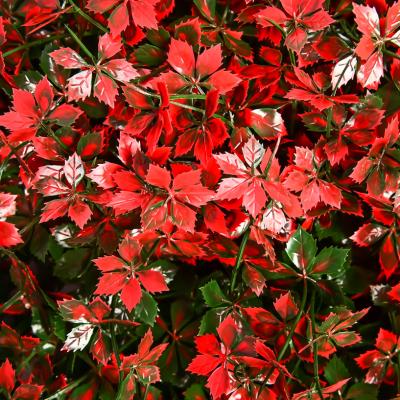 Cina Hot Sale China Manufacture Quality Artificial Wall Plants With Frame Faux Plant Grass Wall Backdrop in vendita