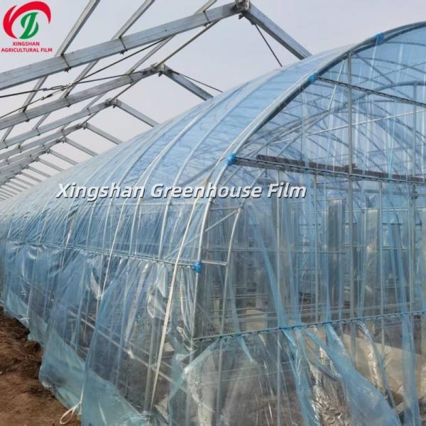 Quality Five Layer Co Extruded Metallocene Film Long Life Anti Drip Greenhouse PO Film for sale