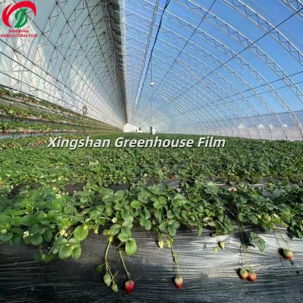 Quality Dual Light Conversion PO Polyolefin Film Anti Fog Anti Drip Agricultural Greenhouse Film for sale