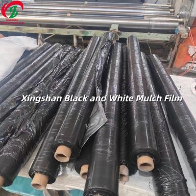 China PE Polyethylene Agriculture Mulching Sheet Black White Plastic Ground Cover Film for sale