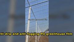 Anti-drip and anti-fog PO greenhouse film