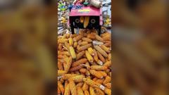 Corn Peeling Machine 500kg/h Durable & Versatile