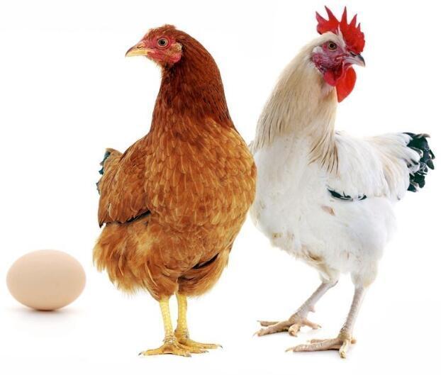 Spray Dried Chicken Blood Meal