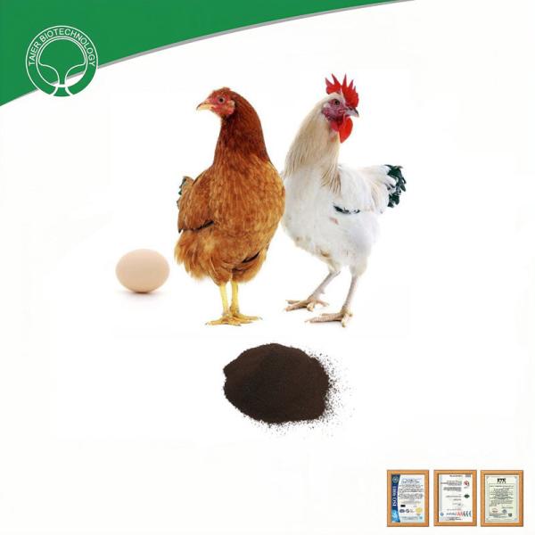 Quality Spray Dried Chicken Blood Meal for sale