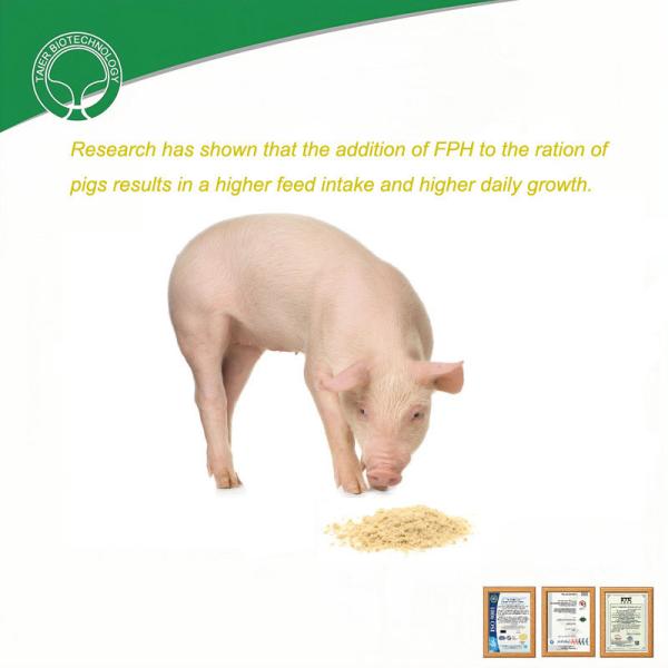 Quality Fish Feed Water-Soluble Small Peptide Fish Protein for sale