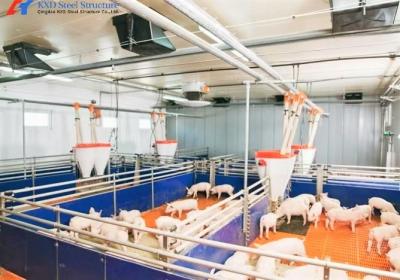 China Prefabricated Steel Frame Piggery House , Steel Structure Hog Shed for sale