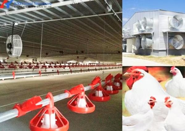 Quality Automatic Broiler Poultry Equipment Plastic Poultry Farm Feeding System for sale
