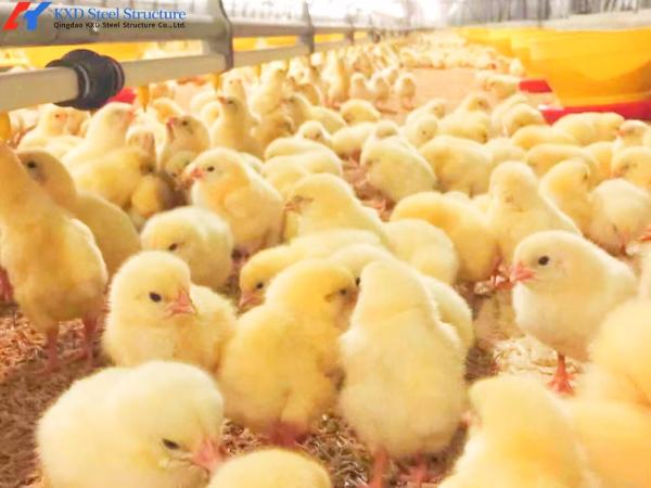 Quality Chickens Prefabricated Portal Frame Steel Structure Poultry Shed Chicken Farm for sale