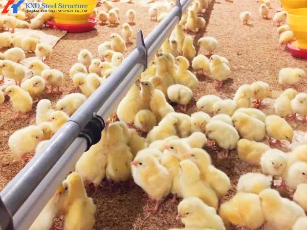 Quality Automatic Broiler Poultry Equipment Plastic Poultry Farm Feeding System for sale
