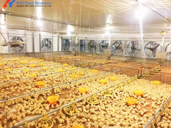 Quality Custom Broiler Poultry Equipment Automatic Broiler Feeding System for sale