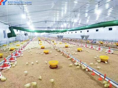 China Customized Broiler Chicken Feeding Equipment With Automatic Drinking / Feeding System for sale