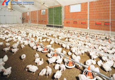 China Customized Broiler Chicken Feeding Equipment With Automatic Drinking / Feeding System for sale