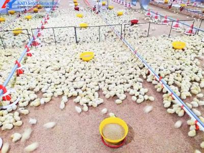 China Custom Broiler Poultry Equipment Automatic Broiler Feeding System for sale