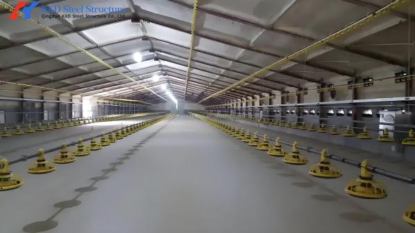 Quality Custom Broiler Poultry Equipment Automatic Broiler Feeding System for sale