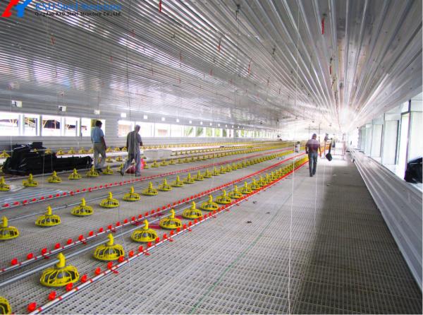 Quality Quick Fitting Automatic Feeding And Drinking System For Broiler Chicken Shed for sale