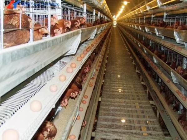 Quality A Type Battery Layer Cage Poultry Farming Cage System With Automatic Feeding for sale