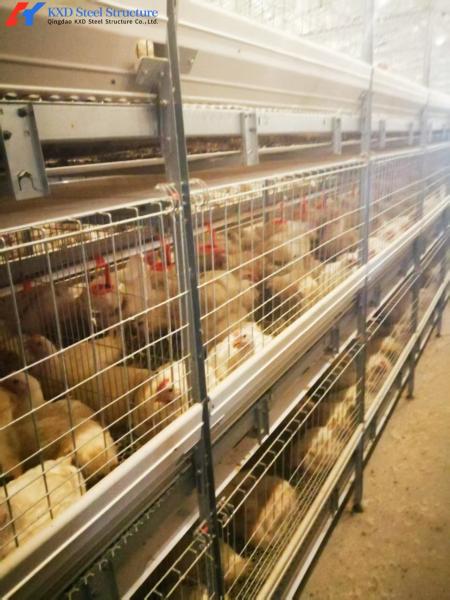 Quality Chicken Poultry Cage H Type Layer Chicken Cage Automatic Feeding System for sale