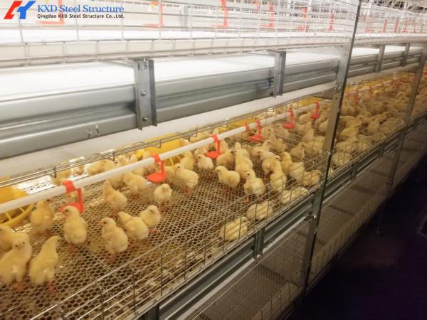 Quality Chicken Poultry Cage H Type Layer Chicken Cage Automatic Feeding System for sale
