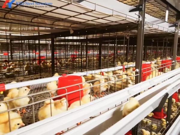 Quality Chicken Poultry Cage H Type Layer Chicken Cage Automatic Feeding System for sale