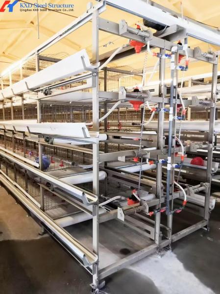 Quality Chicken Poultry Cage H Type Layer Chicken Cage Automatic Feeding System for sale