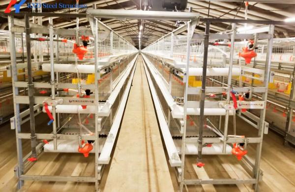 Quality Automatic Battery Egg Layer Cages , Chicken Laying Hens Cage Poultry Farming for sale