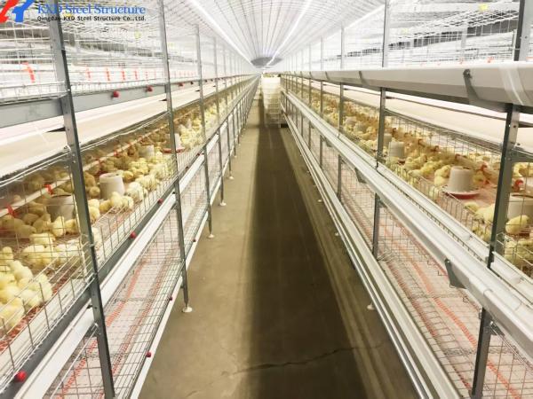 Quality Automatic Battery Egg Layer Cages , Chicken Laying Hens Cage Poultry Farming Equipment for sale